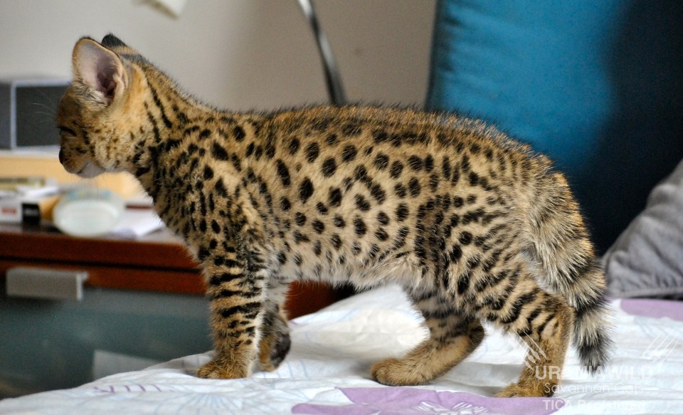 babu1 – Savannah Cat – TICA registered breeder